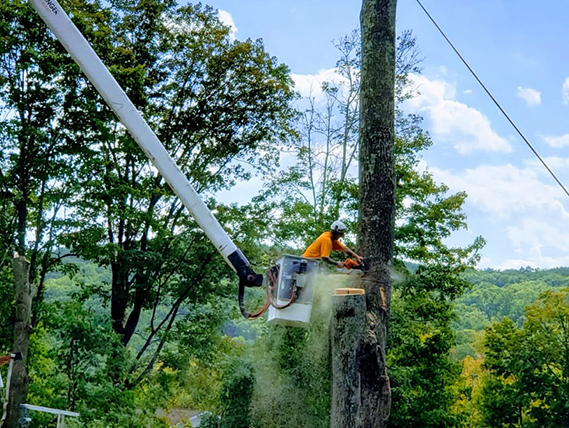 Reasons Why to Take a Tree or Trees Down